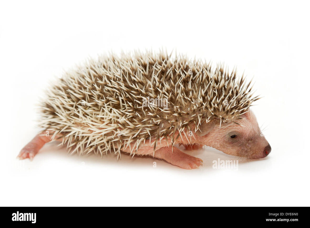 baby pygmy hedgehog Stock Photo - Alamy