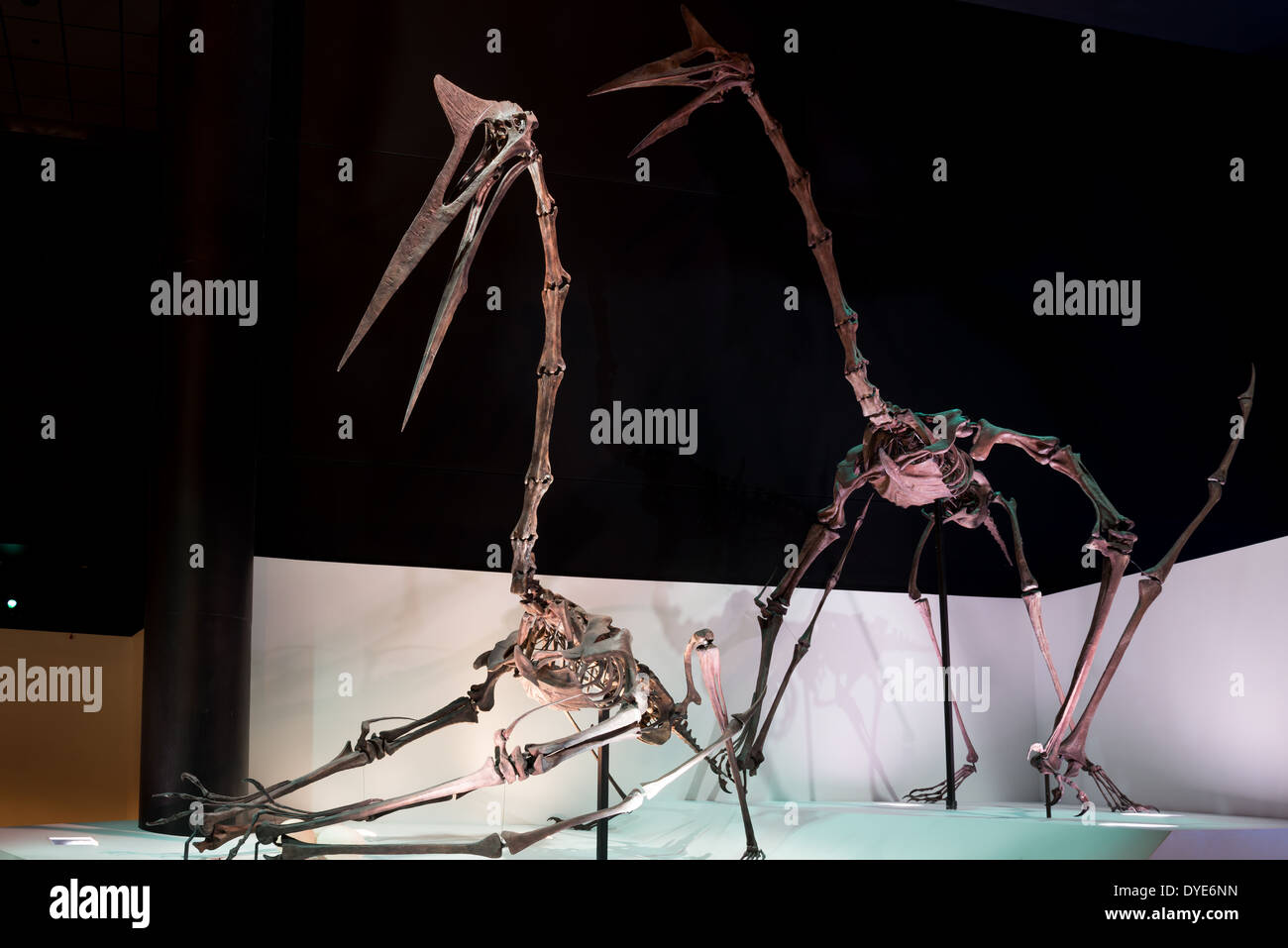 Quetzalcoatlus hi-res stock photography and images - Alamy