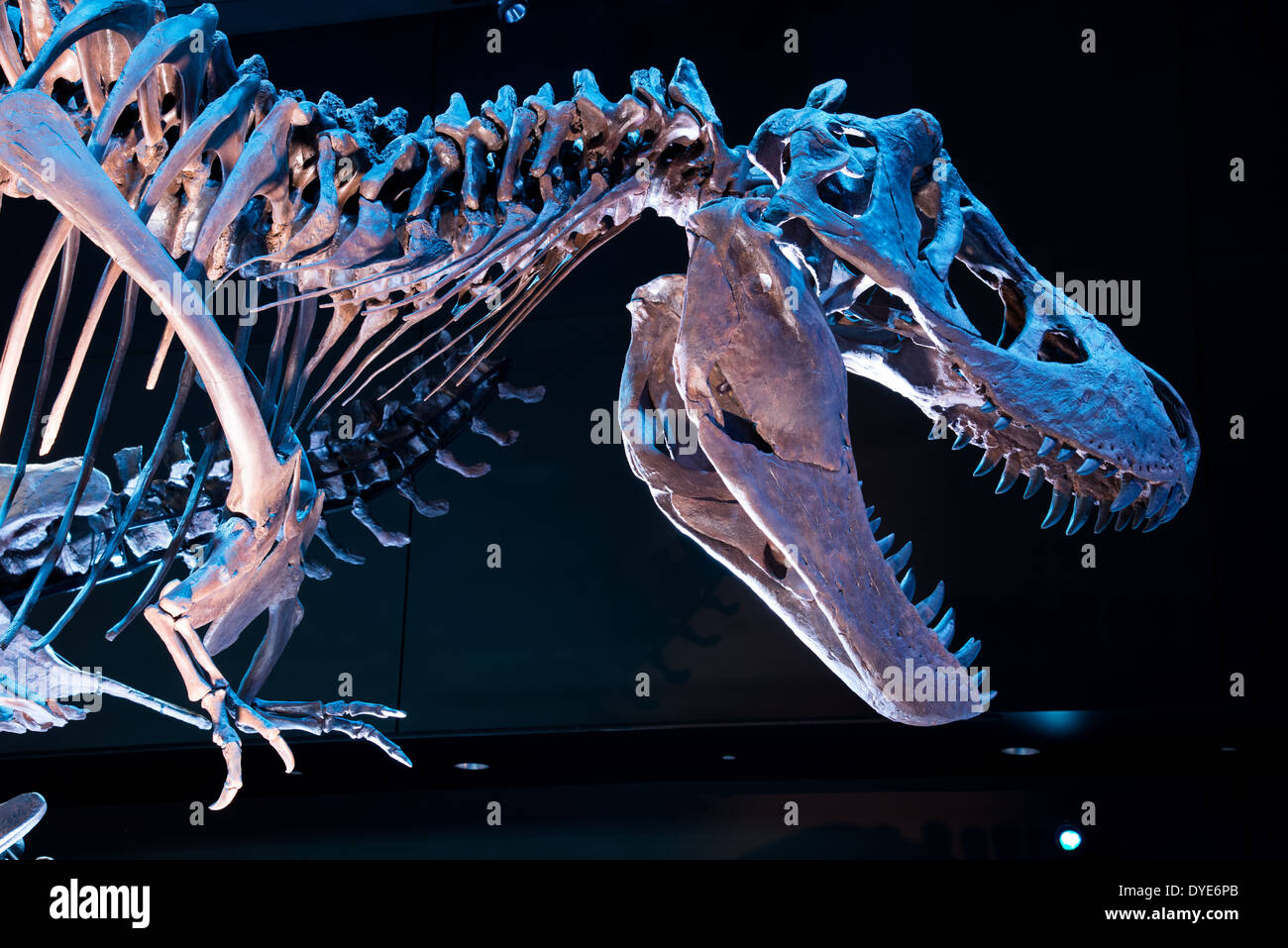 Fossil skeleton of Tyrannosaurus Rex Stock Photo - Alamy