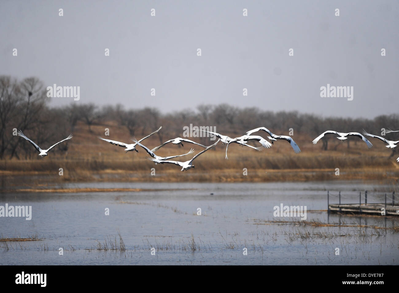 Baicheng, China's Jilin Province. 15th Apr, 2014. Red-crowned cranes ...
