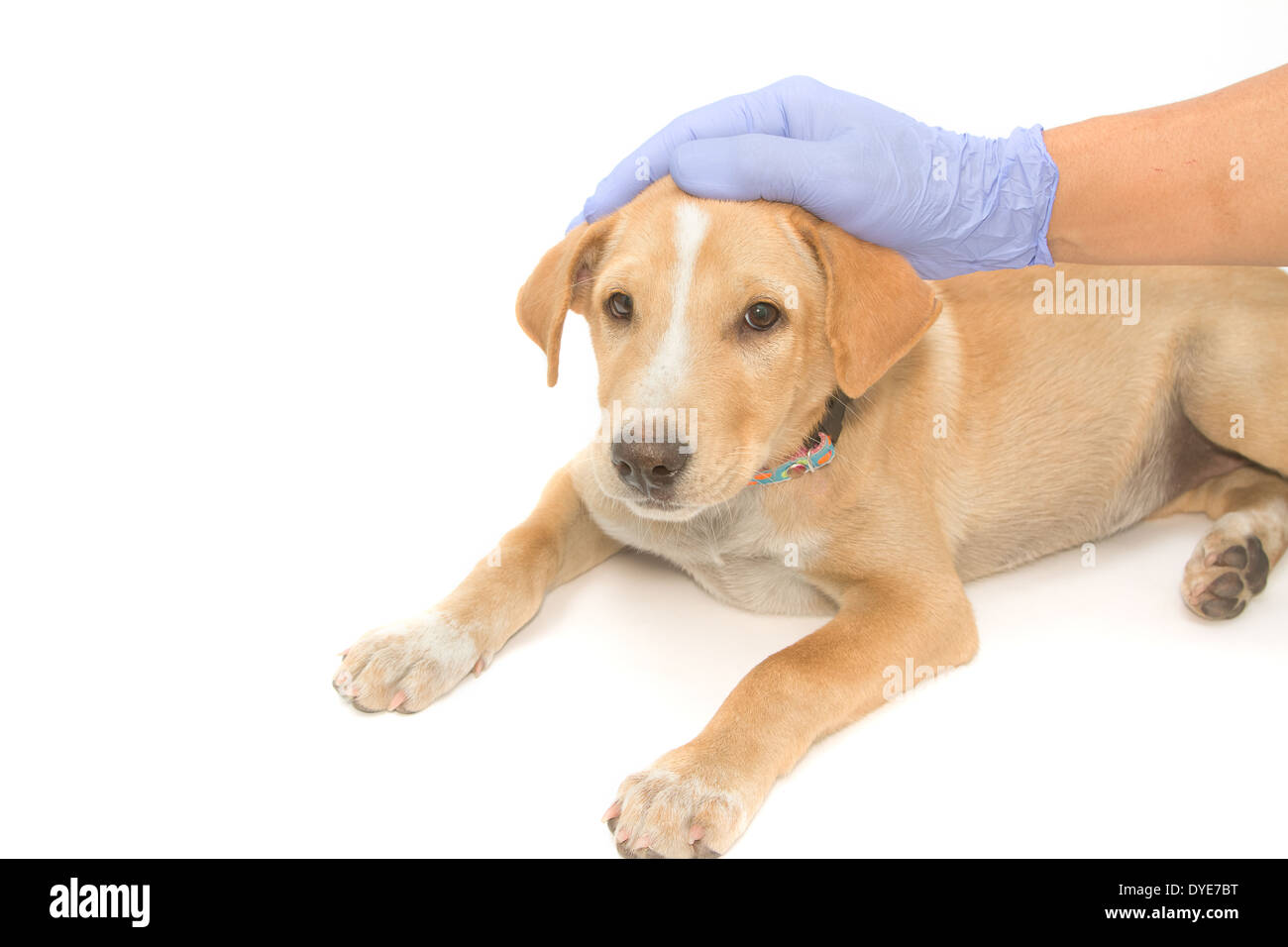 caring vet comforting sick dog Stock Photo - Alamy