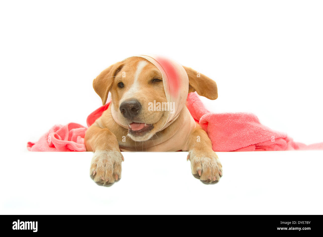 Dog with bandages hi-res stock photography and images - Alamy