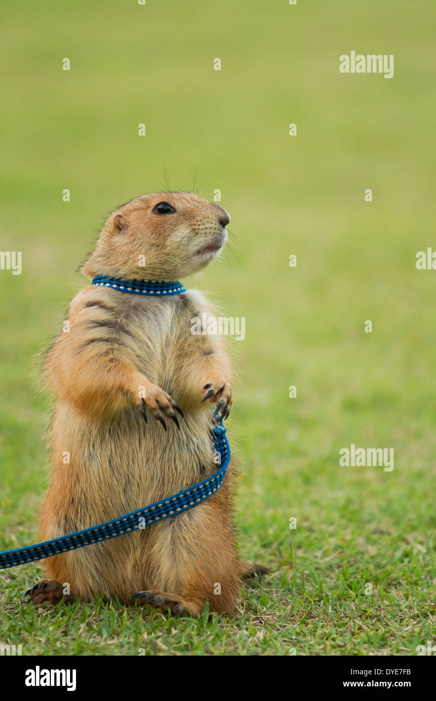 prairie dog standing upright on field Stock Photo - Alamy