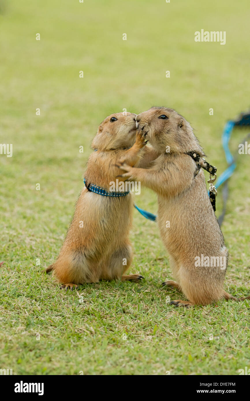 Prairie Dogs Hugging