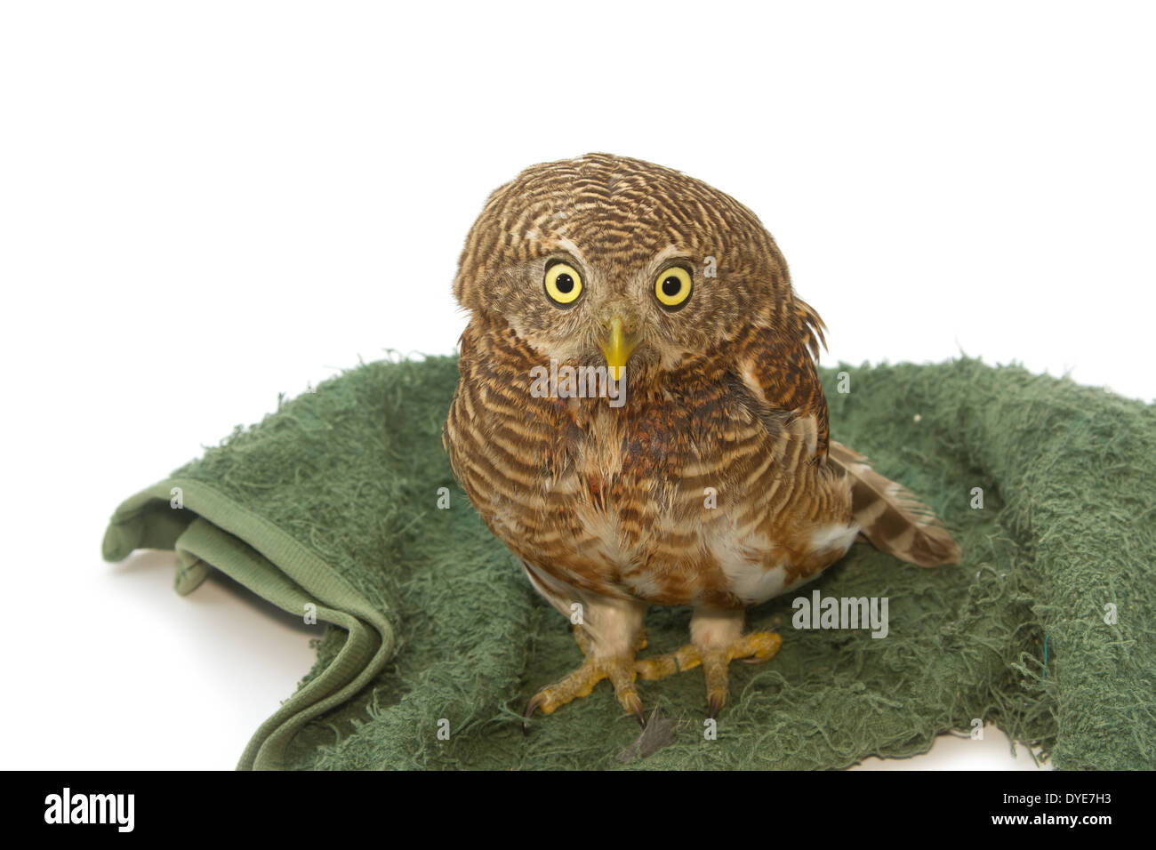 Asian Barred Owlet (Glaucidium cuculoides Stock Photo - Alamy