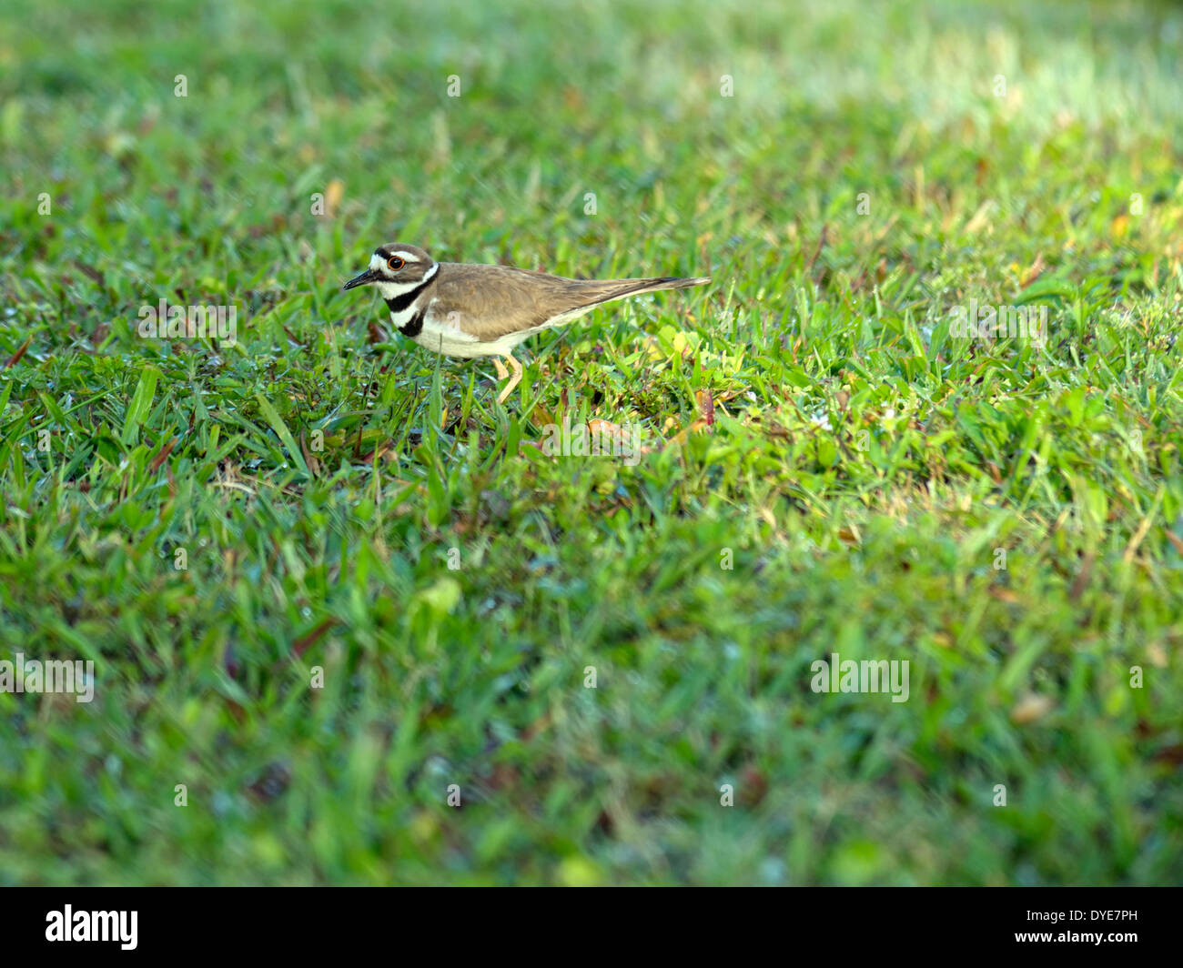 Kildeer in grass Stock Photo - Alamy