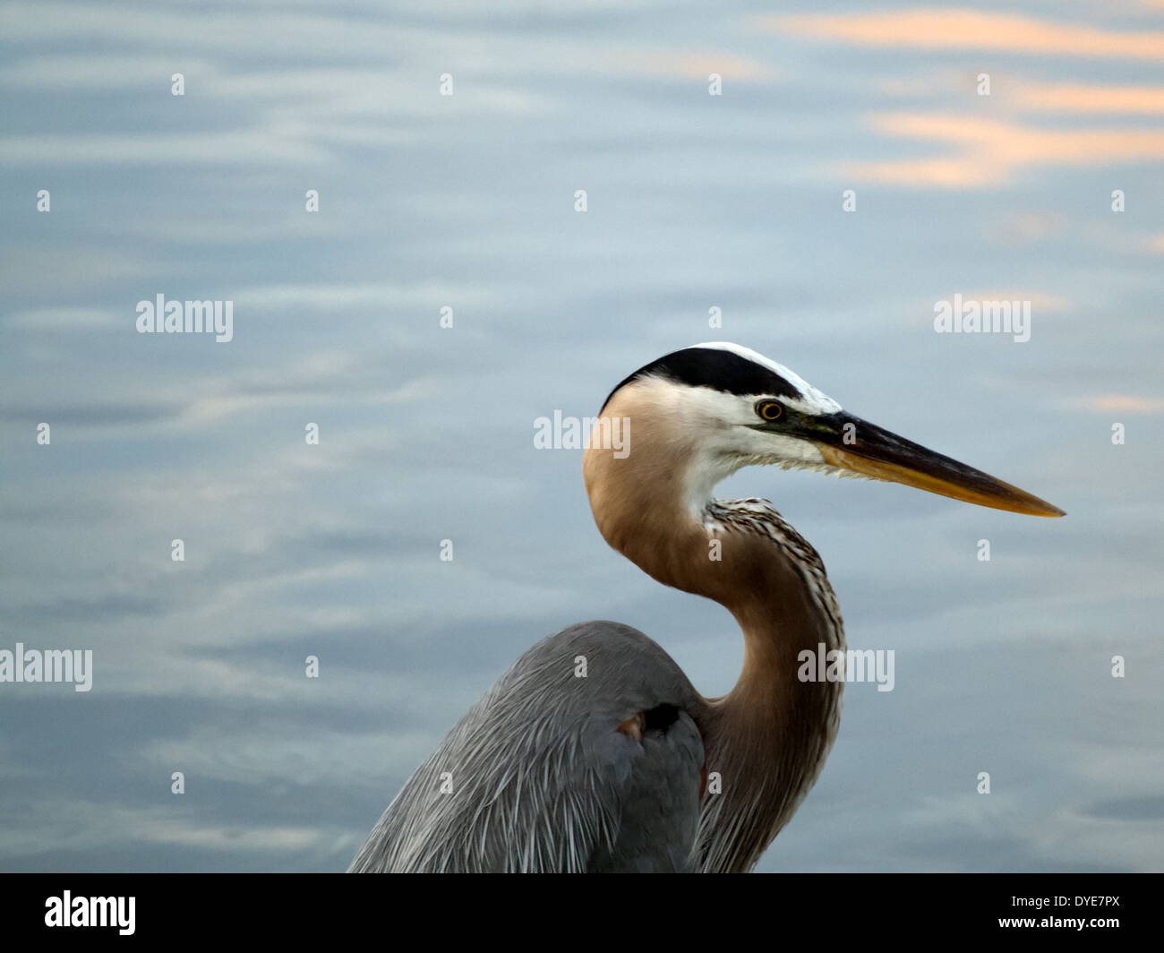 Grey heron in profile hi-res stock photography and images - Alamy