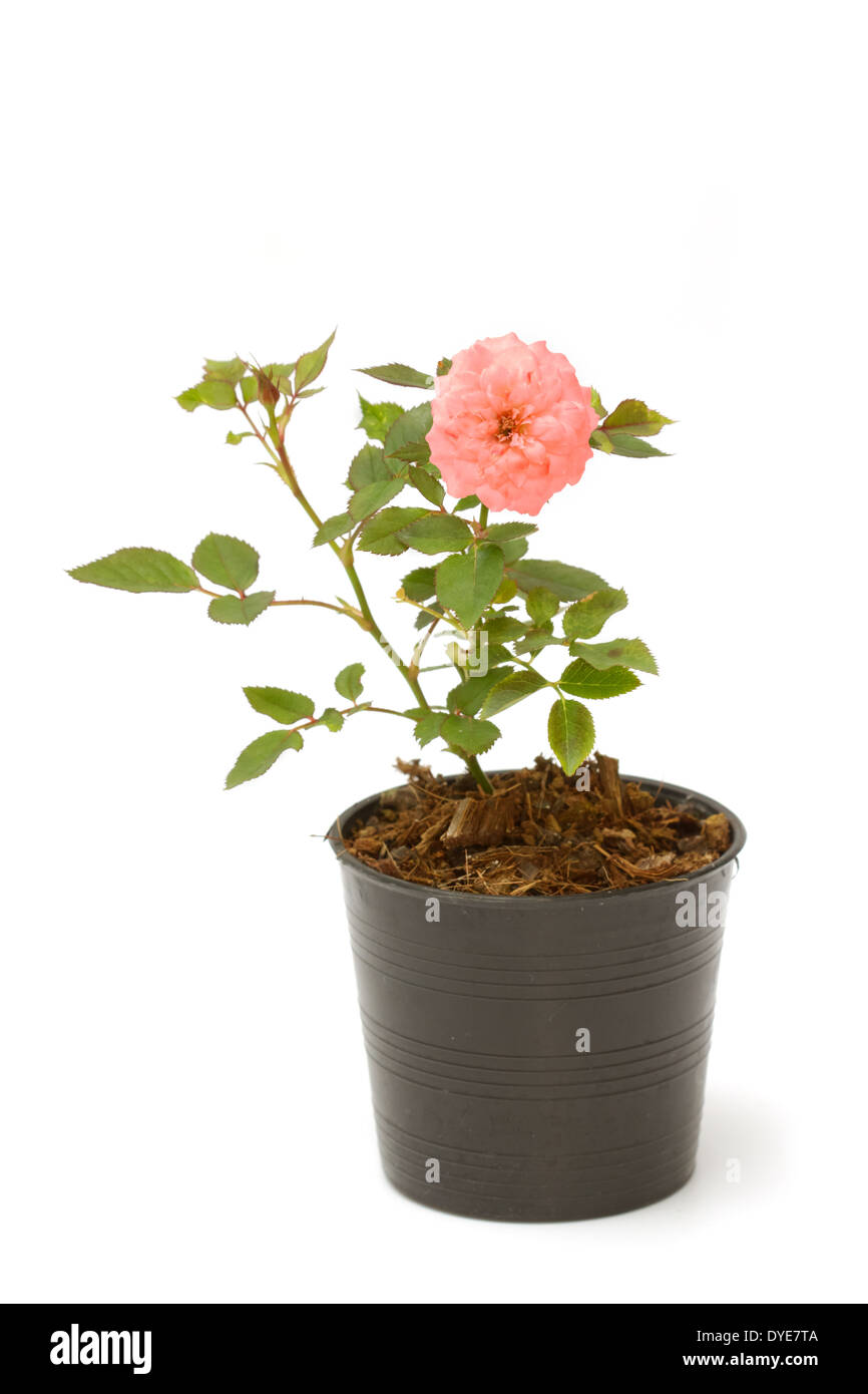 Rose tree in a pot Stock Photo - Alamy