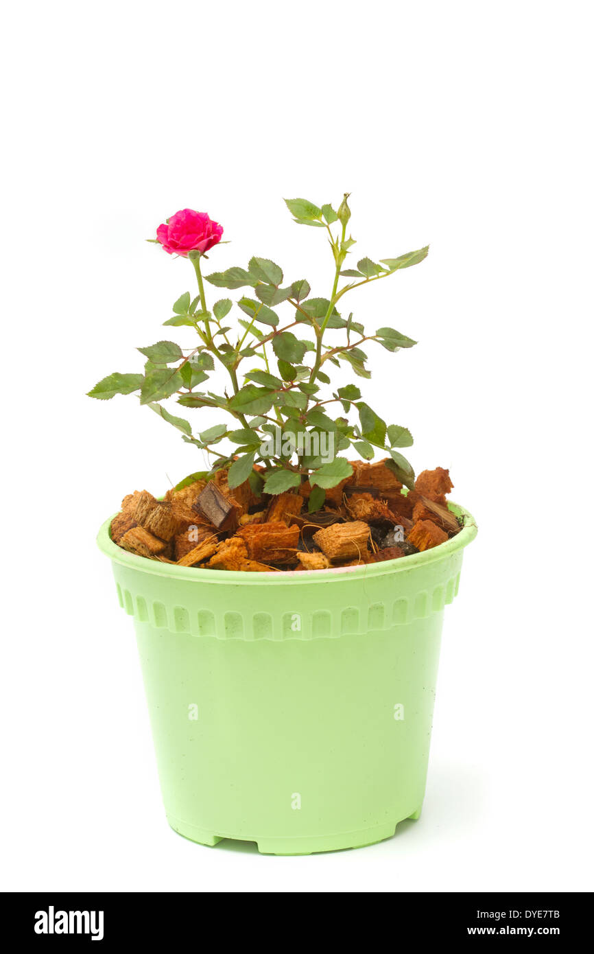 Rose tree in a pot Stock Photo - Alamy