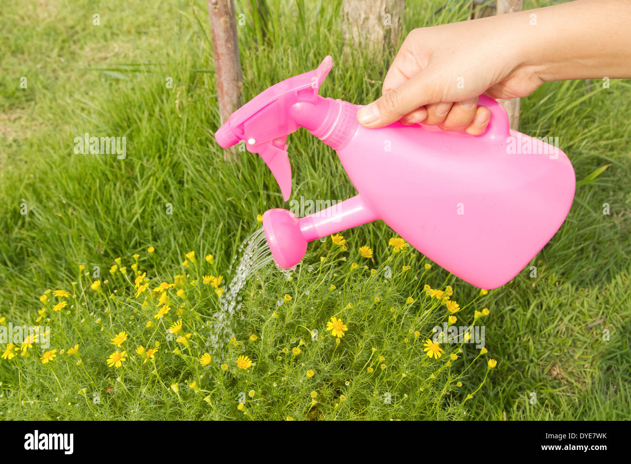 Water pouring from pink watering can onto blooming flower bed Stock ...