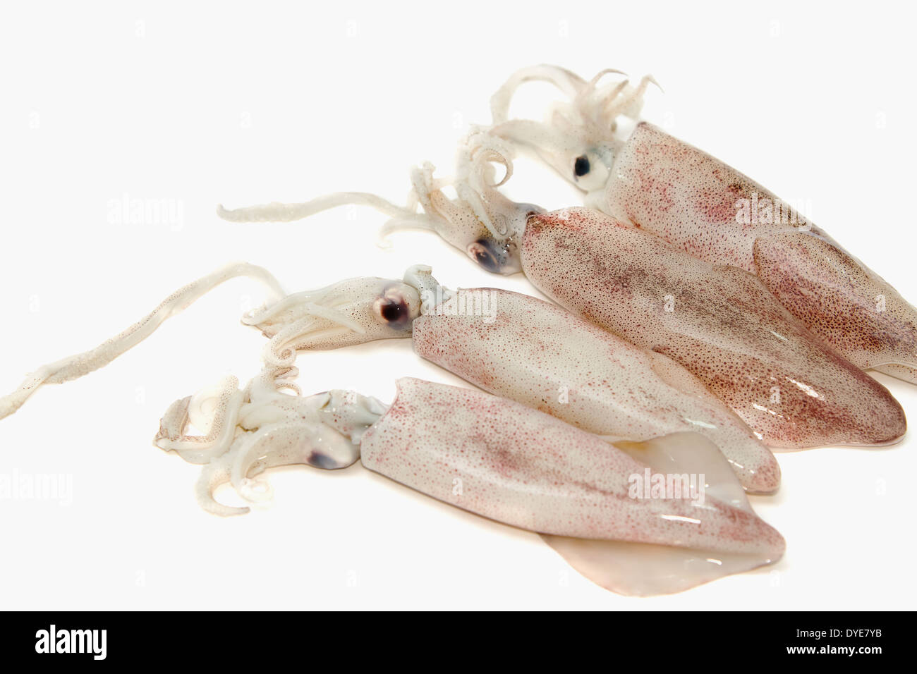 Squid leg hi-res stock photography and images - Alamy