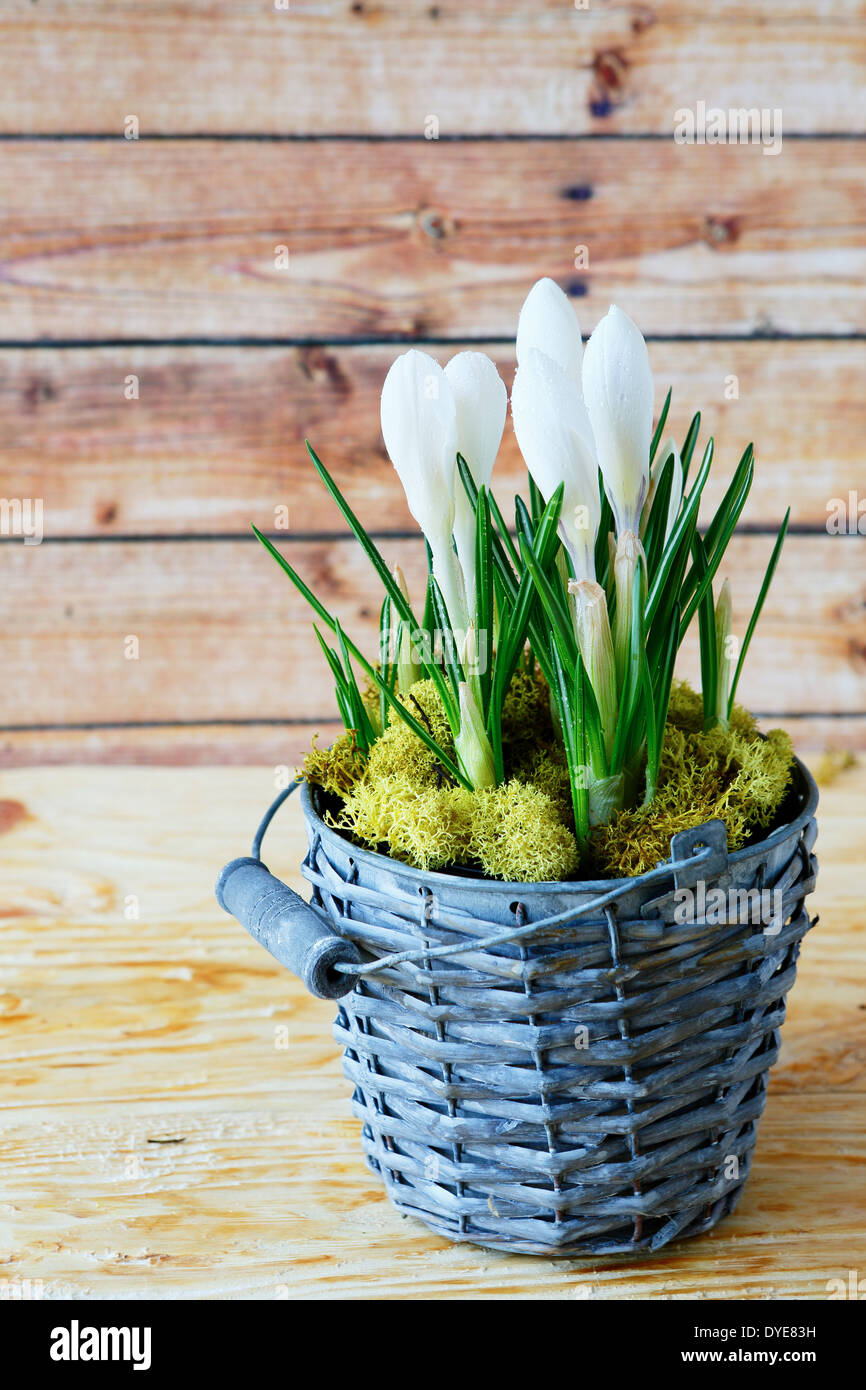 spring flowers in an old bucket, crocus Stock Photo - Alamy