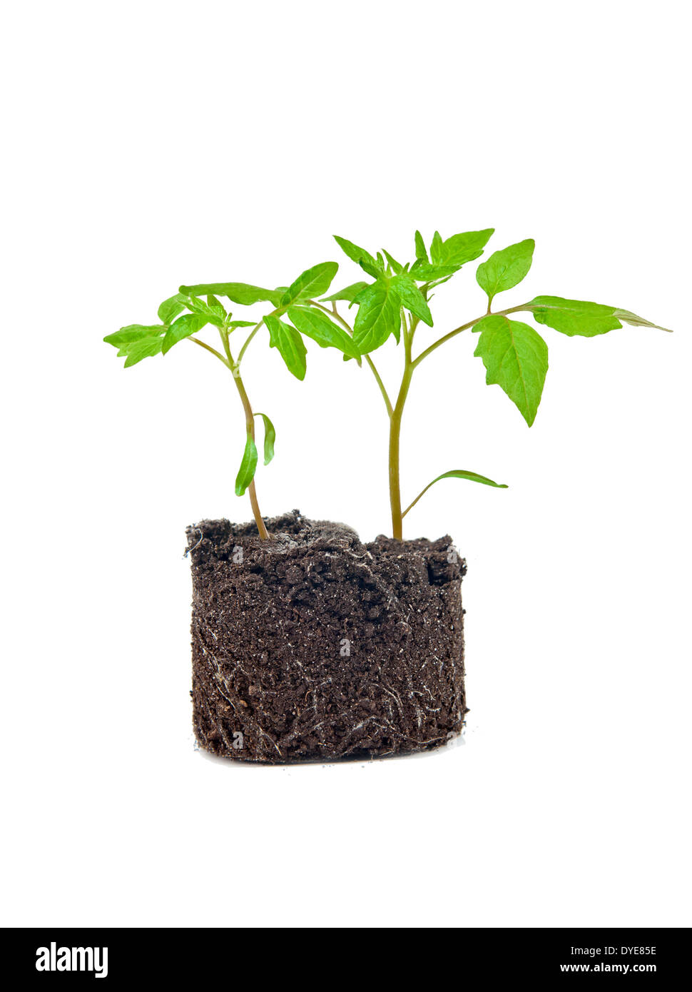 two plant of tomatoes isolated on white background Stock Photo - Alamy