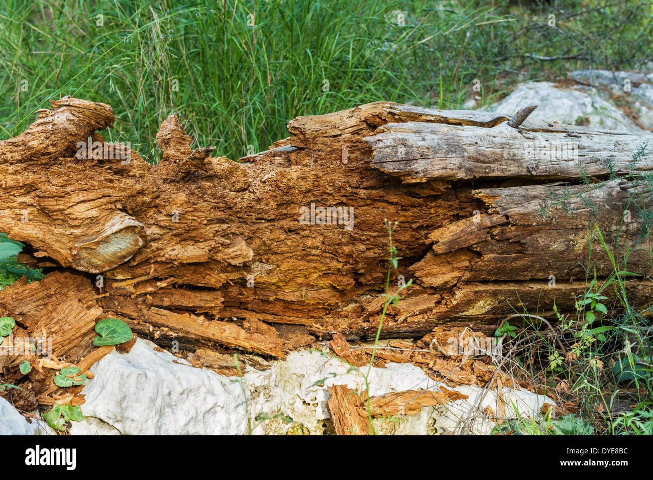 Photo rotten wood lying on the forest floor Stock Photo - Alamy
