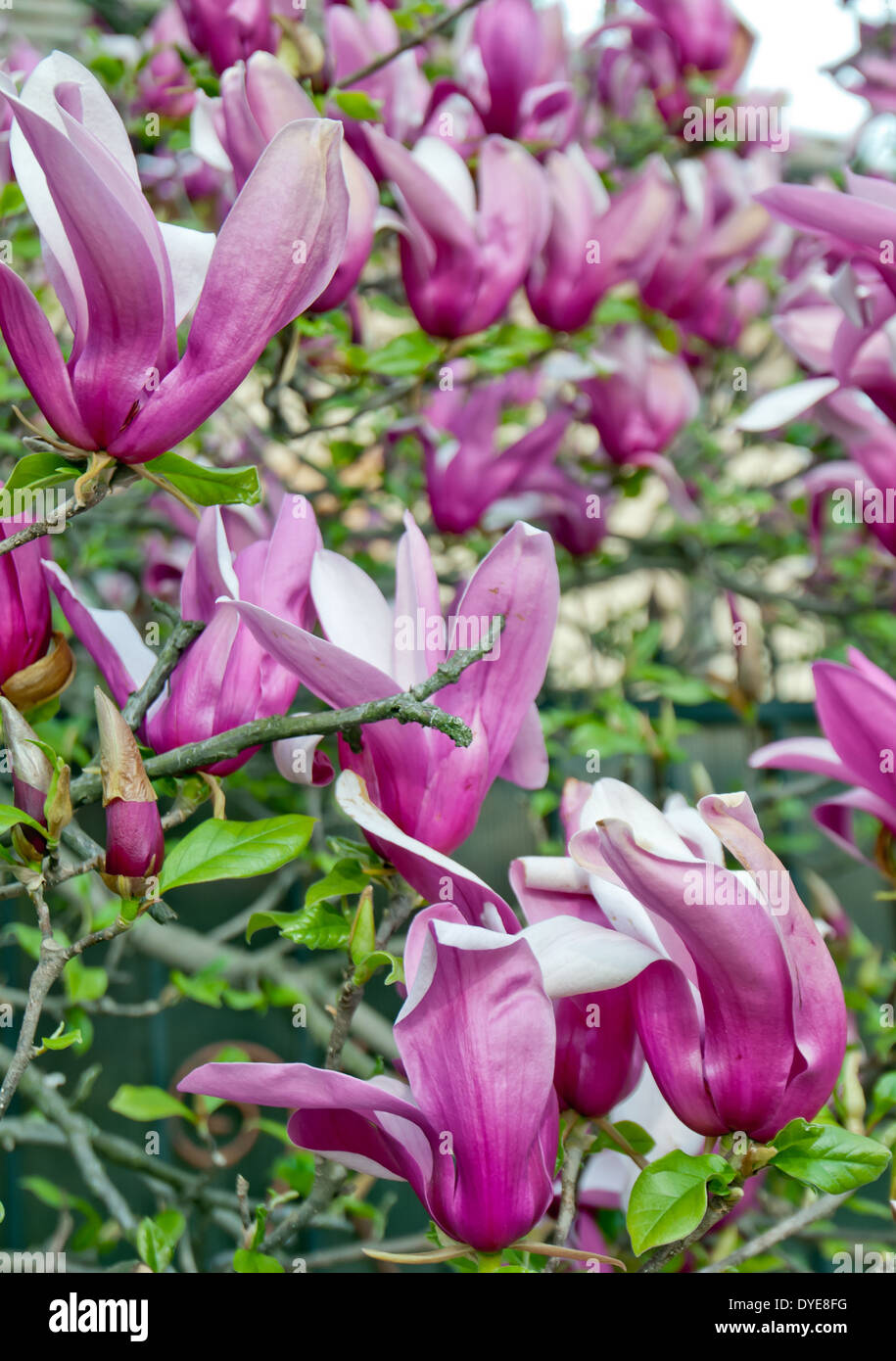 Opening magnolia flowers hi-res stock photography and images - Alamy