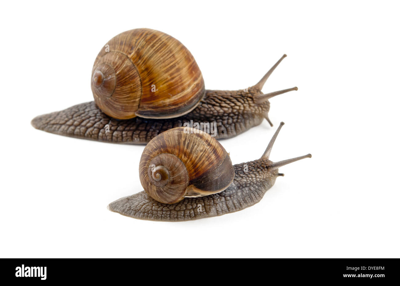 two snails isolated on a white background Stock Photo - Alamy