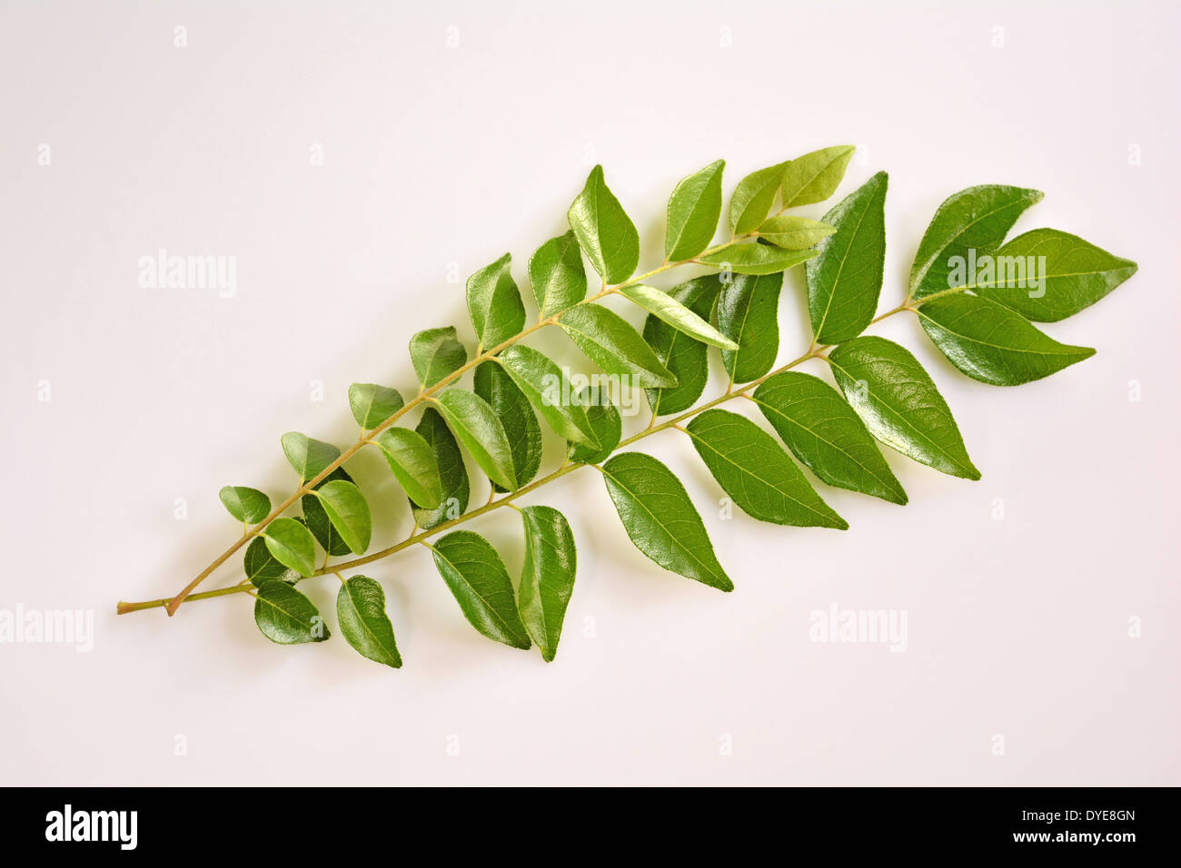 Kerala macro leaves hi-res stock photography and images - Alamy