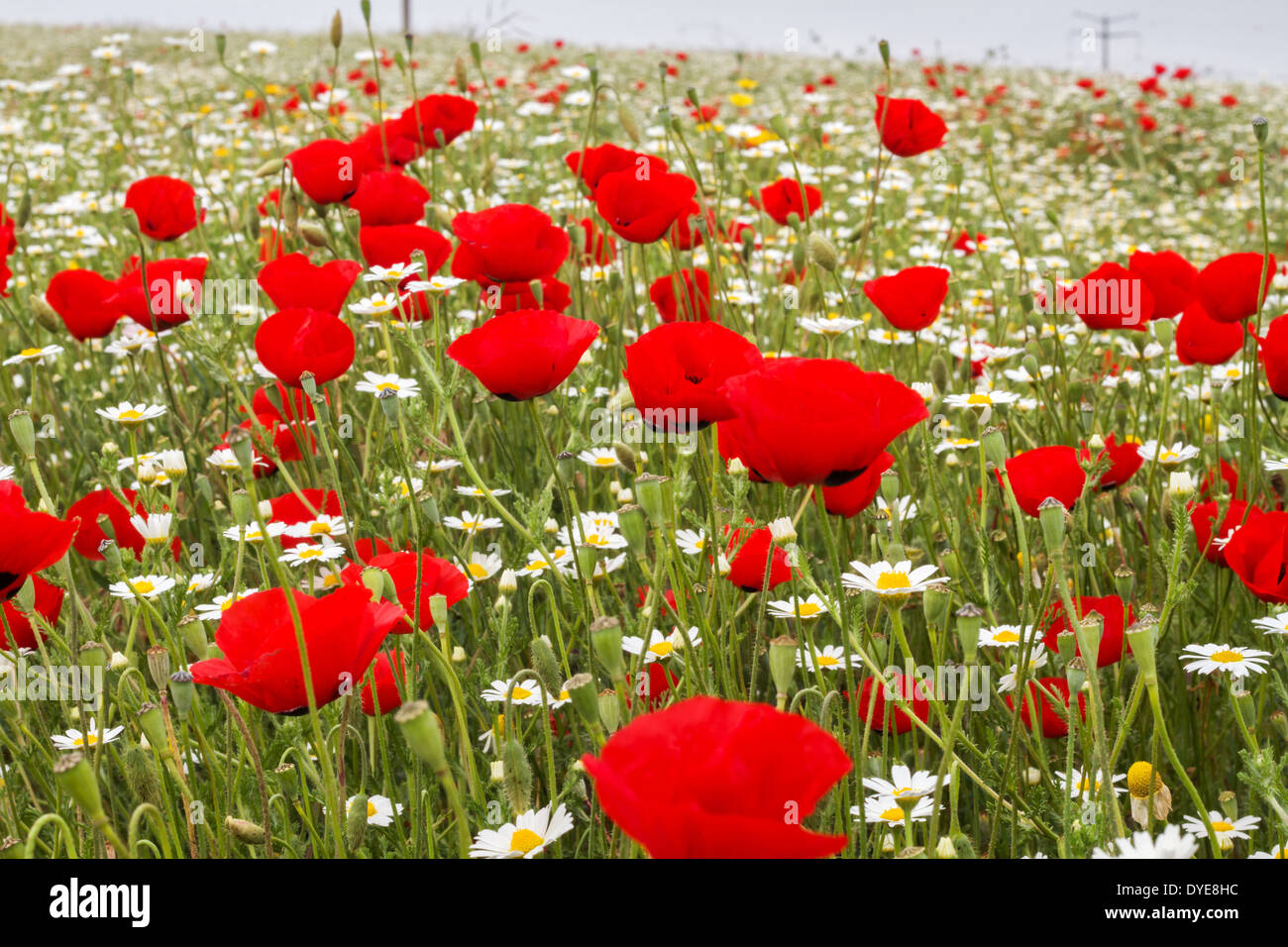 Wild red poppy and white daisy flowers in the meadow Stock Photo - Alamy