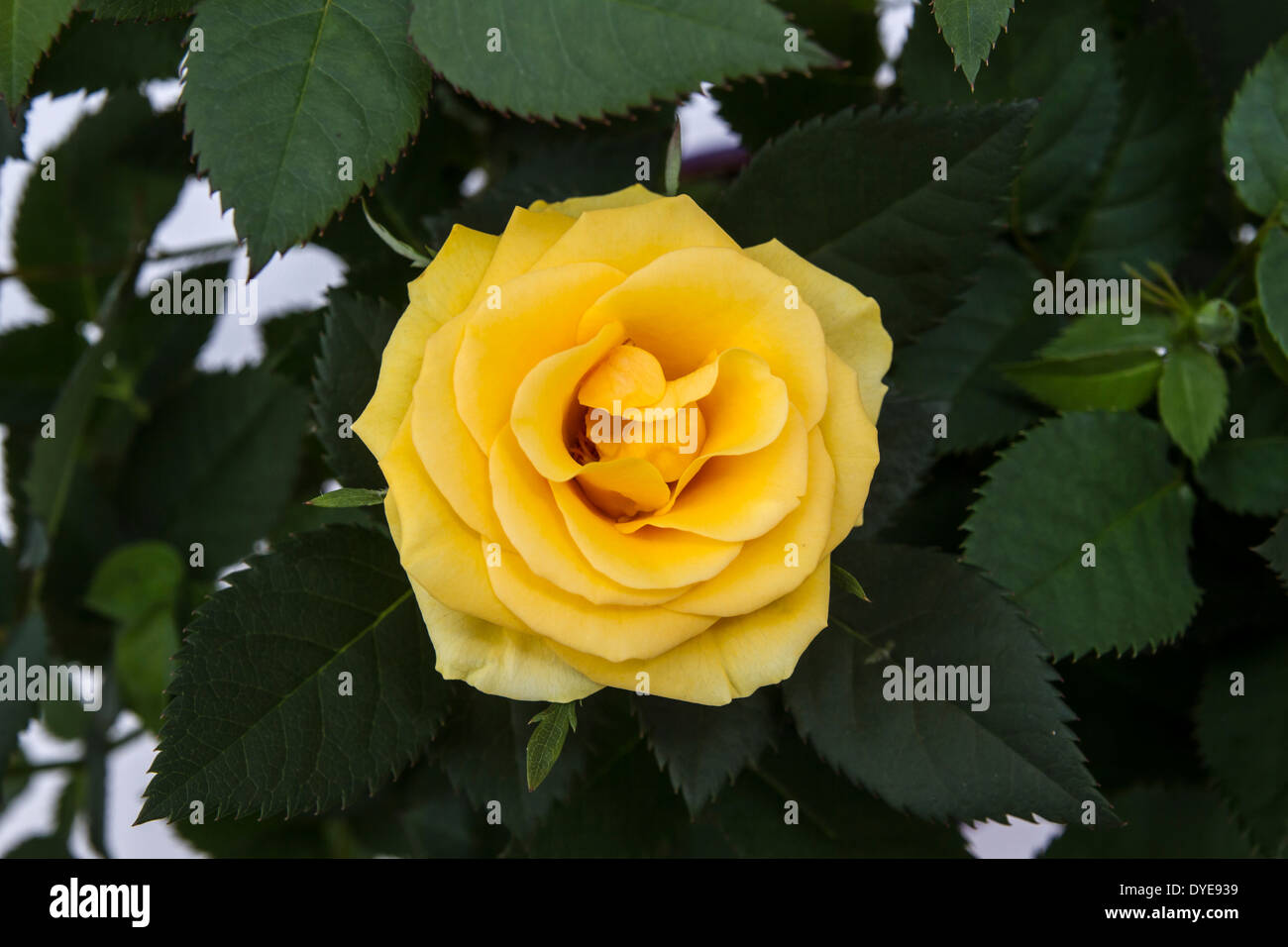Beautiful petals fresh bloom hi-res stock photography and images - Alamy