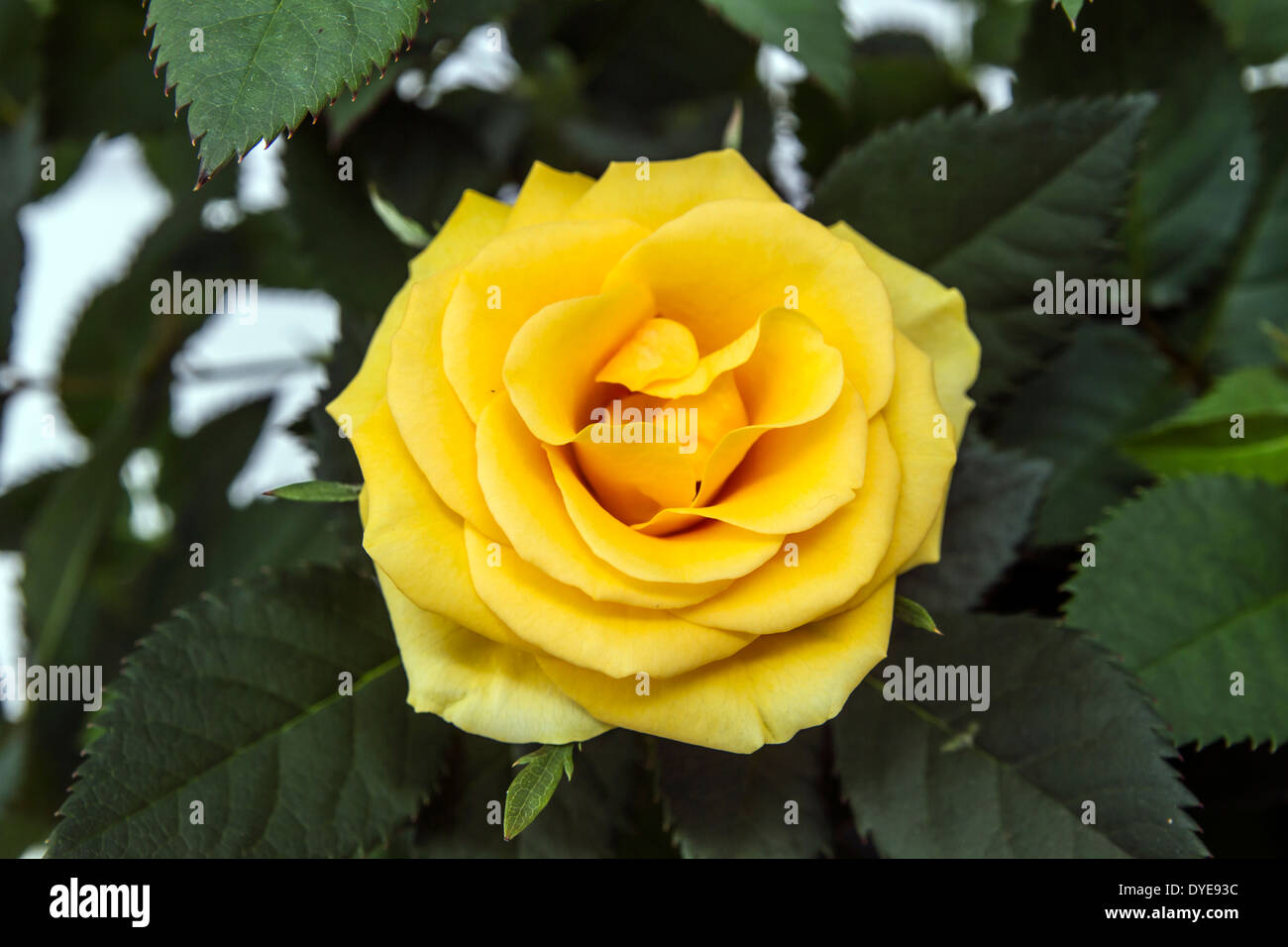 Beautiful fresh yellow rose hi-res stock photography and images - Alamy