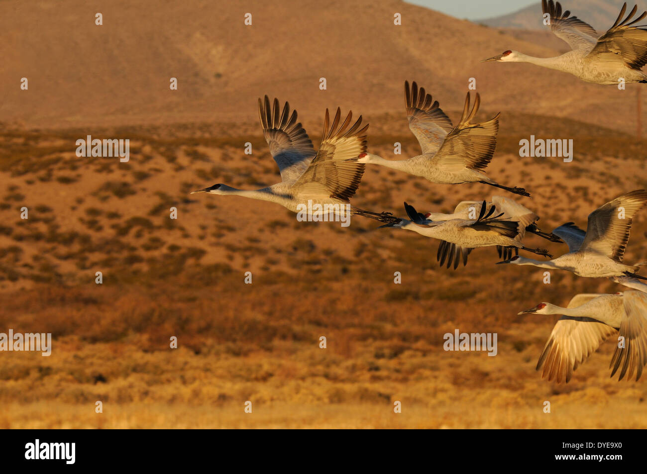 Sandhill Crane flying over the water at Bosque Del Apache National ...