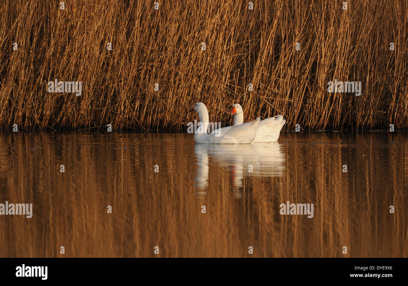 Two white geese swimming in a pond with reed in the background and ...