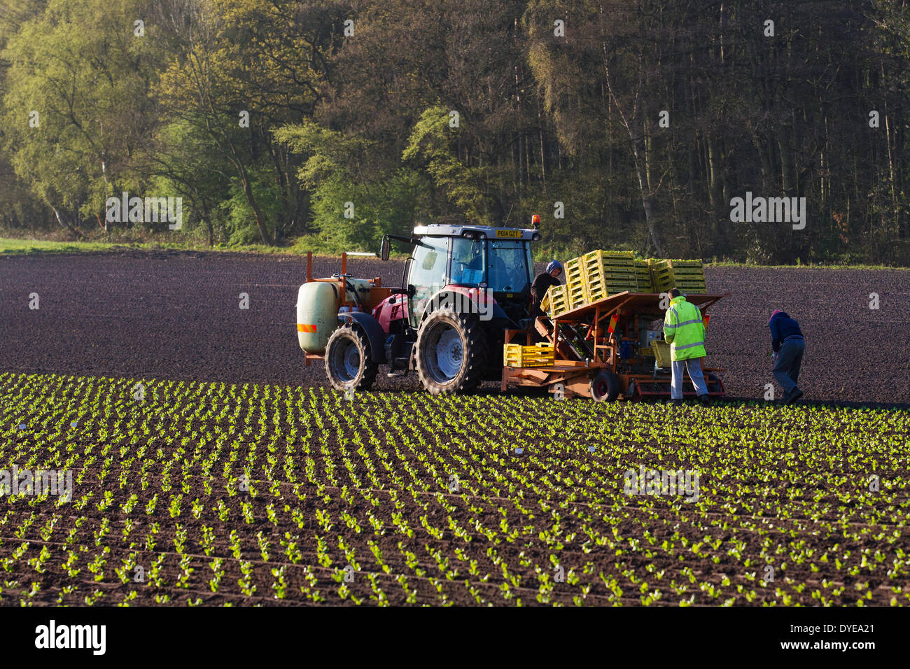 Propagated High Resolution Stock Photography and Images - Alamy