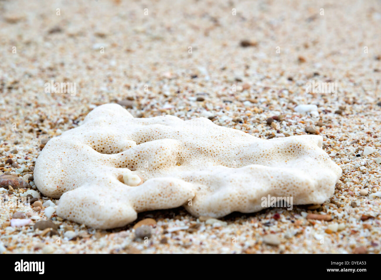 Sponge beach hi-res stock photography and images - Alamy