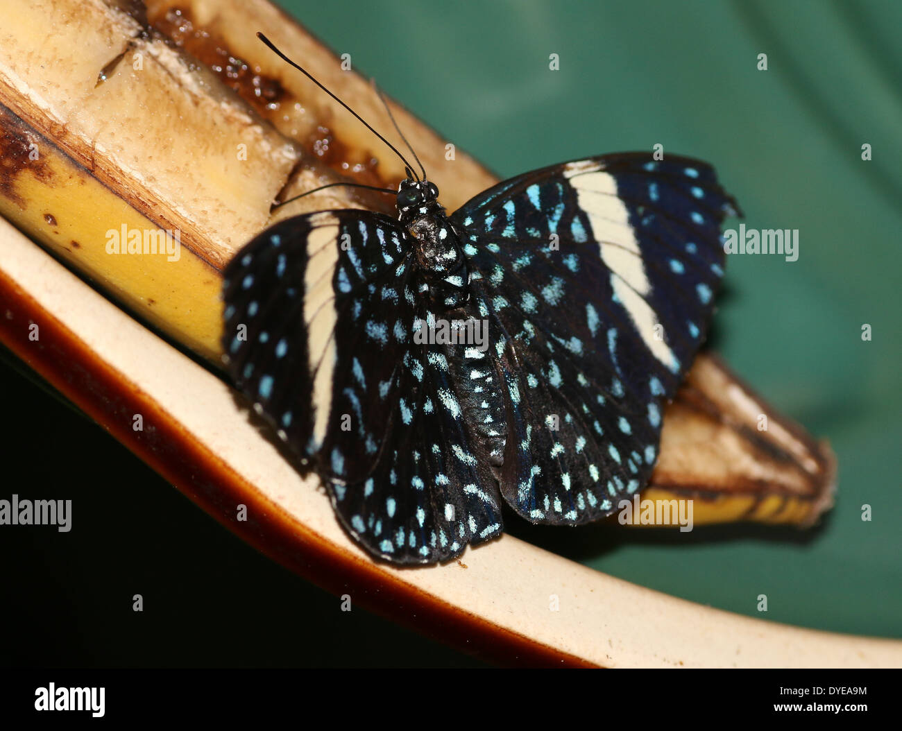 Close-up of a female Starry (Night ) Cracker butterfly (Hamadryas ...