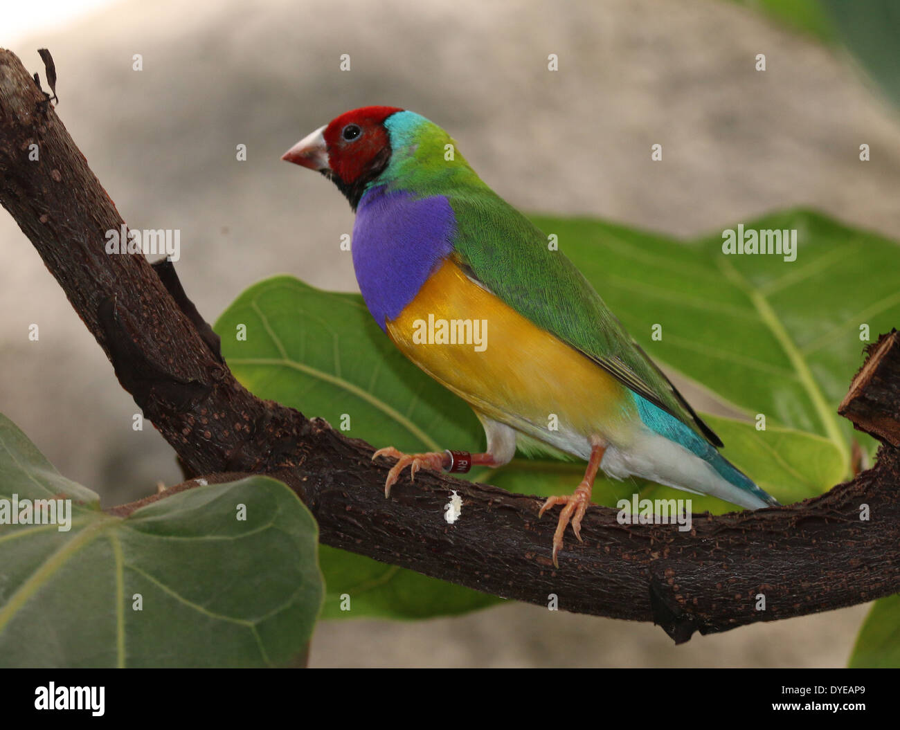 Male Red-headed Gouldian Finch or Rainbow Finch (Erythrura gouldiae ...