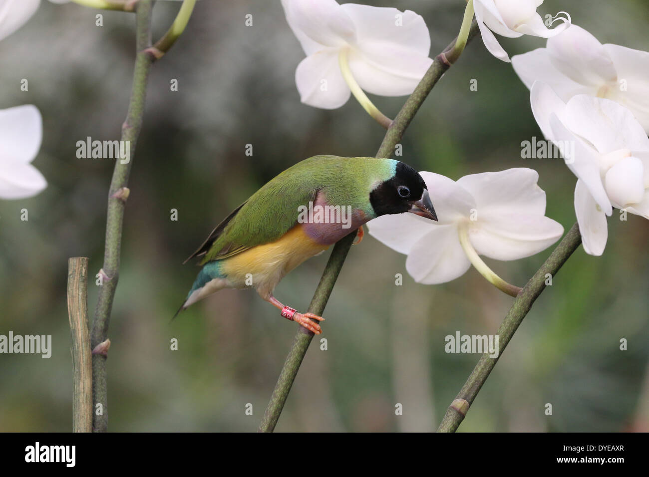Female Australian black-headed Gouldian Finch or Rainbow Finch ...