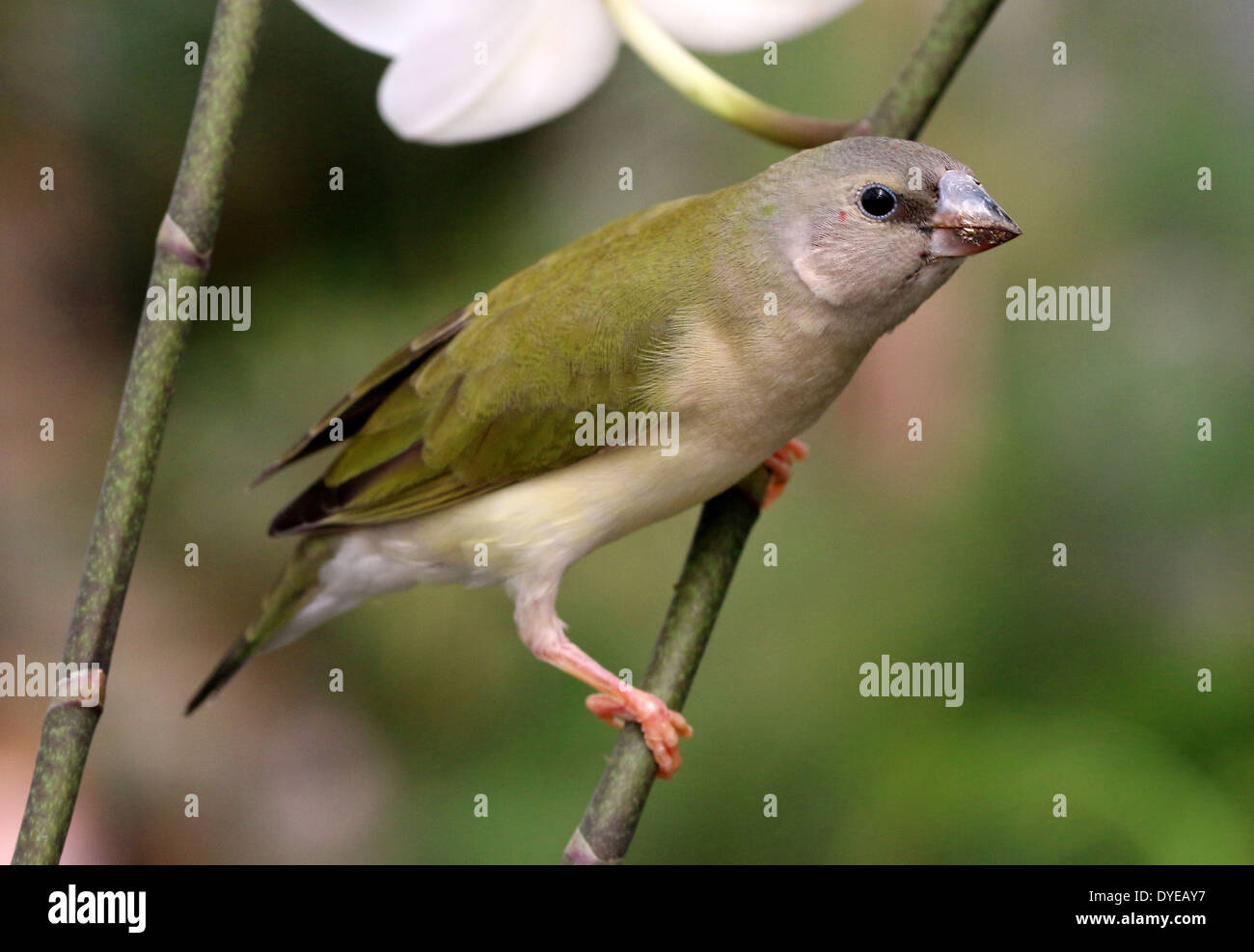 Juvenile Gouldian Finch or Rainbow Finch (Erythrura gouldiae) close-up ...