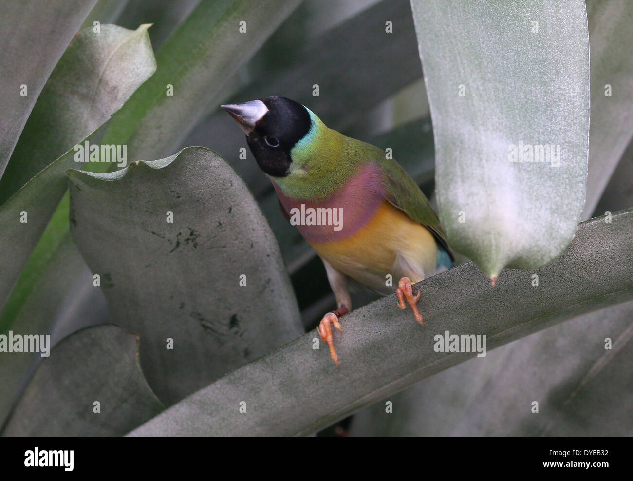Female black-headed Gouldian Finch or Rainbow Finch (Erythrura gouldiae ...