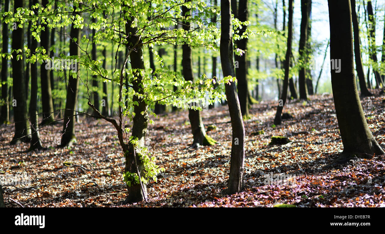 Nature in Germany is, as here in the forest of the Sauerland, far ahead ...