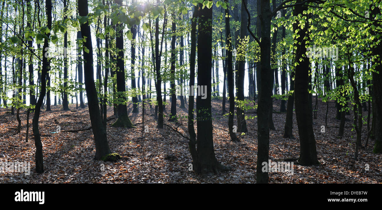 Nature in Germany is, as here in the forest of the Sauerland, far ahead ...