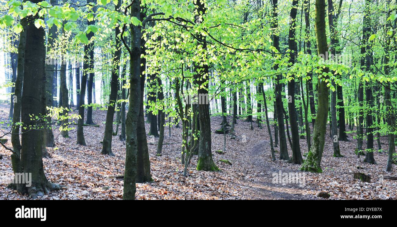 Nature in Germany is, as here in the forest of the Sauerland, far ahead ...