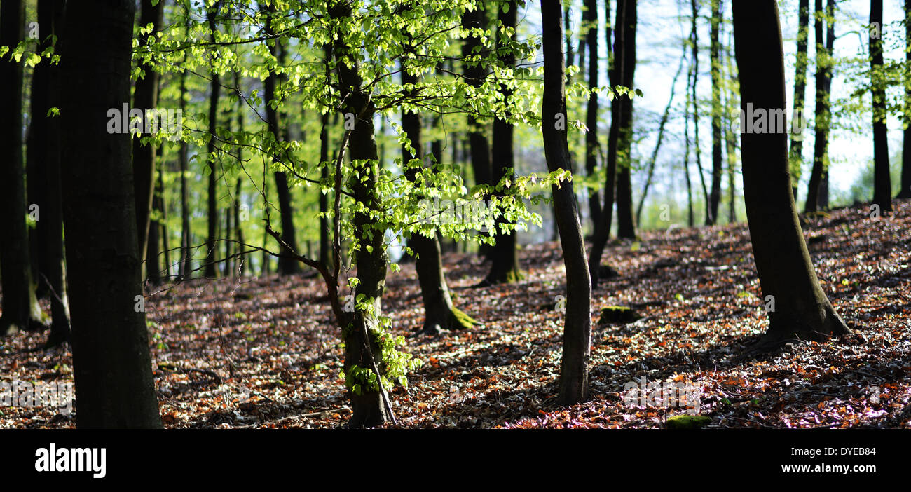 Nature in Germany is, as here in the forest of the Sauerland, far ahead ...