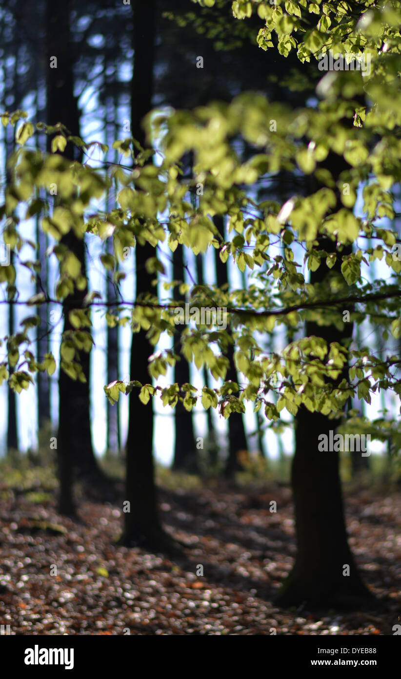 Nature in Germany is, as here in the forest of the Sauerland, far ahead ...