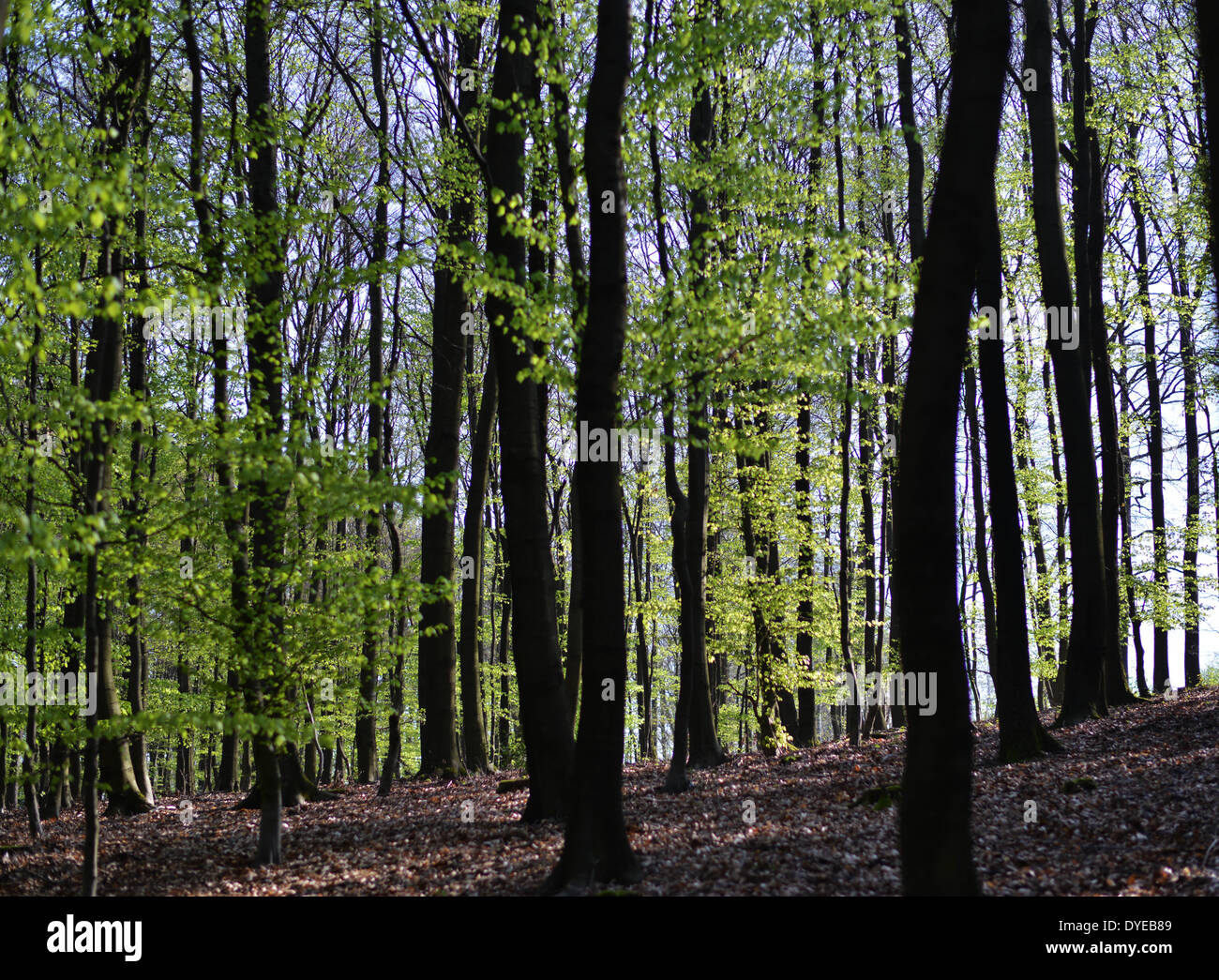 Nature in Germany is, as here in the forest of the Sauerland, far ahead ...