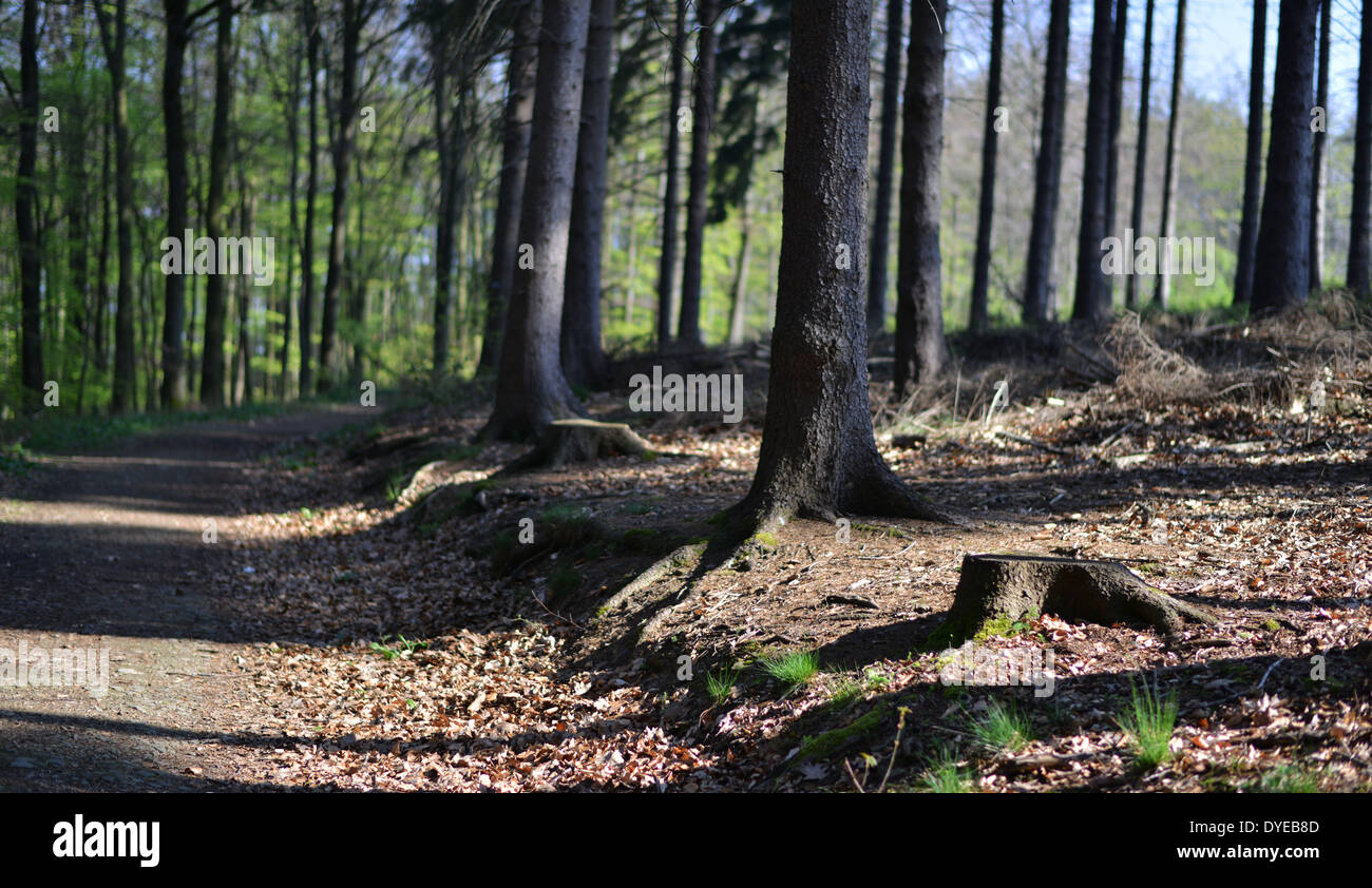 Nature in Germany is, as here in the forest of the Sauerland, far ahead ...