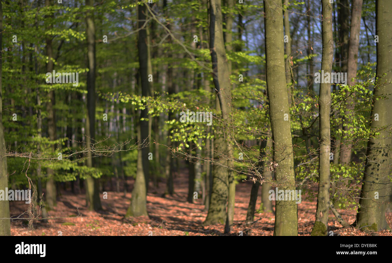 Nature in Germany is, as here in the forest of the Sauerland, far ahead ...