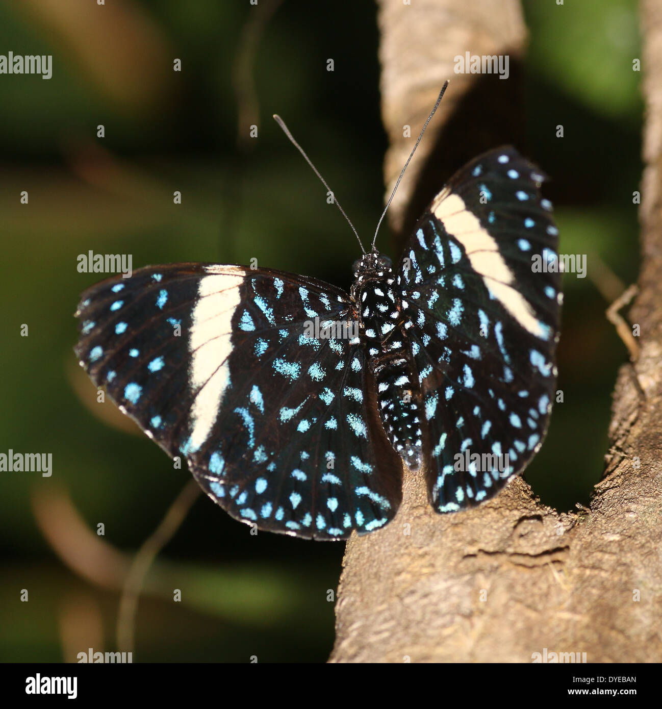 Close-up of a female Starry (Night ) Cracker butterfly (Hamadryas ...