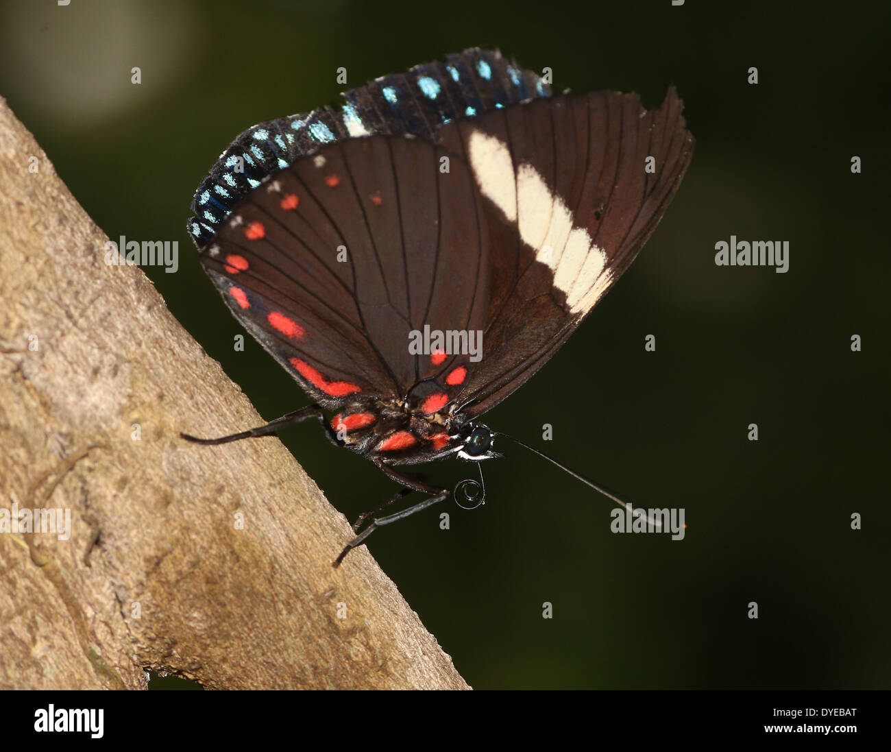 Female starry night cracker butterfly hi-res stock photography and ...