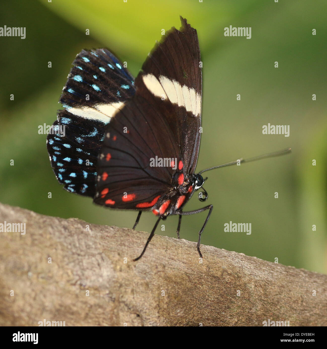 Close-up of a female Starry (Night ) Cracker butterfly (Hamadryas ...