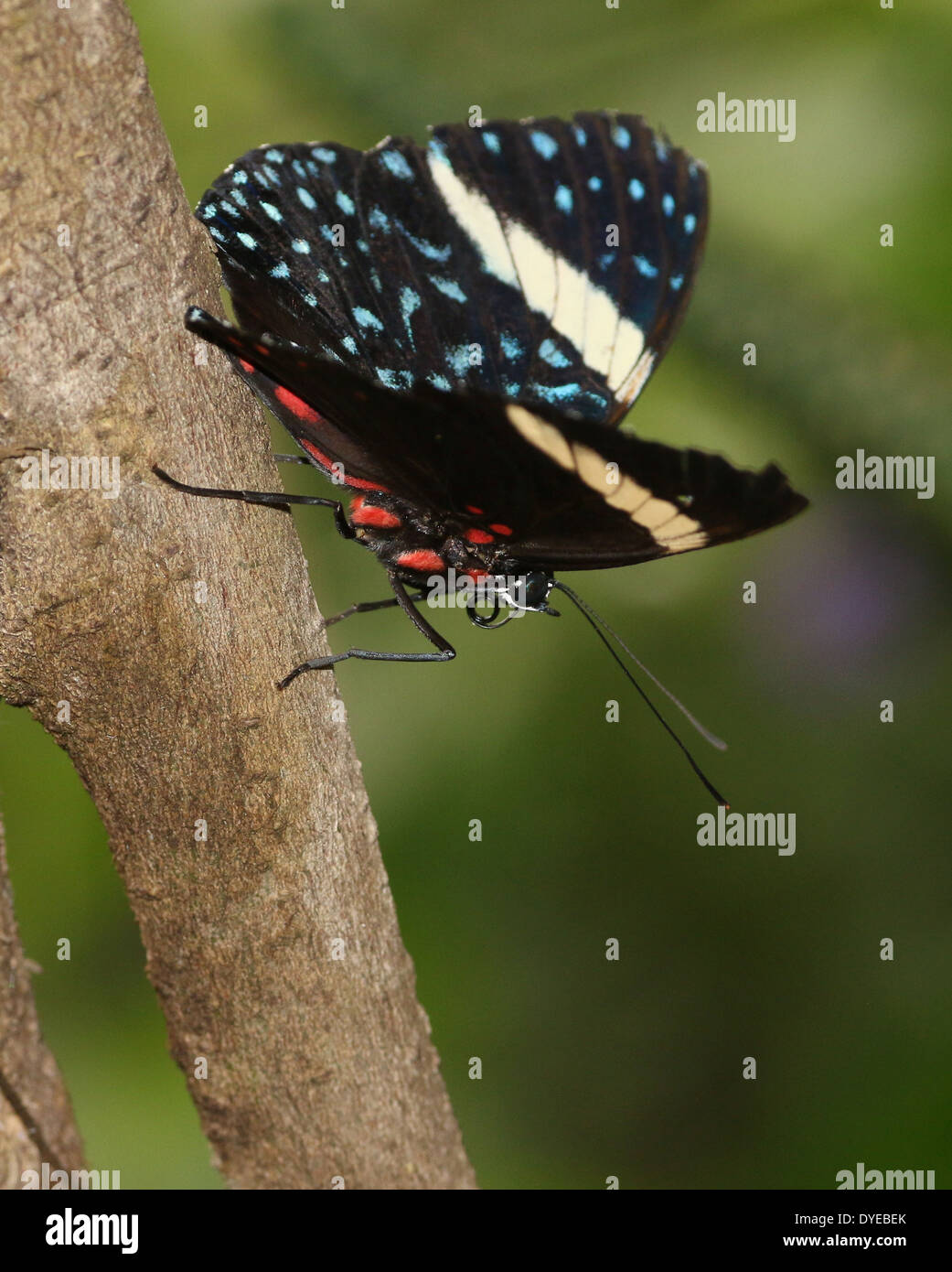 Night Butterflies Stock Photos & Night Butterflies Stock Images - Alamy