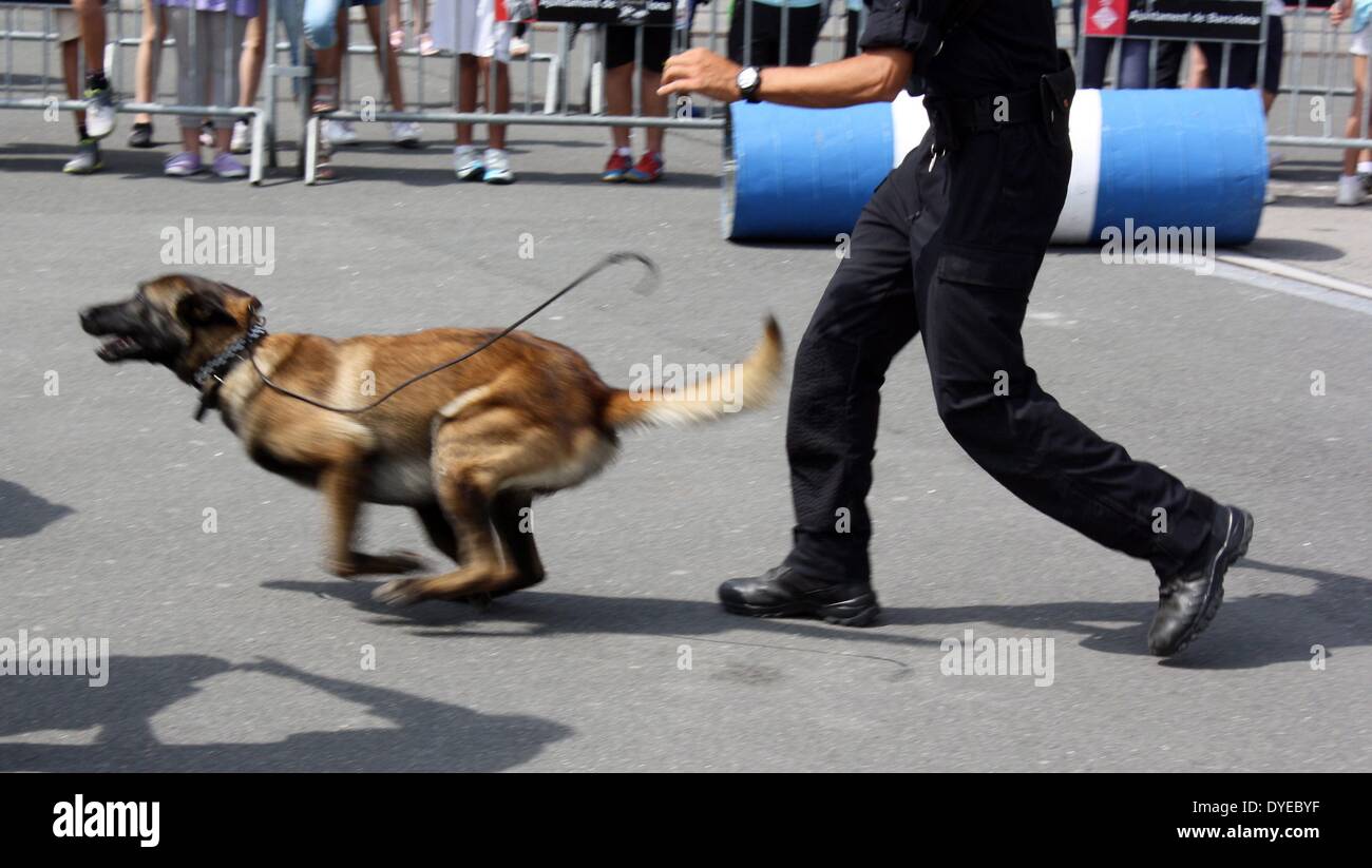 Police officer police dog running dog barcelona spain hi-res stock ...