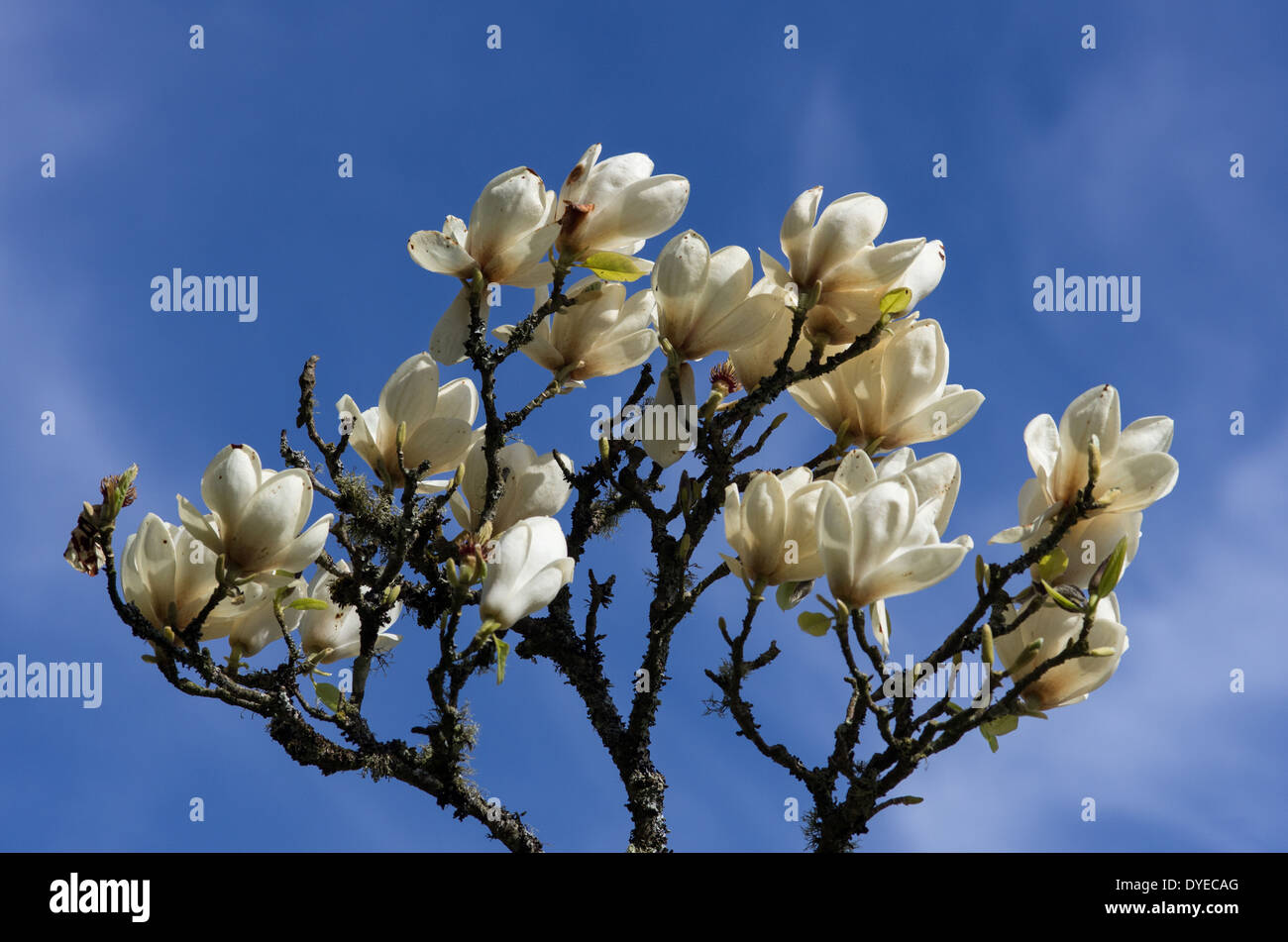 A Magnolia tree with white flowers Stock Photo - Alamy
