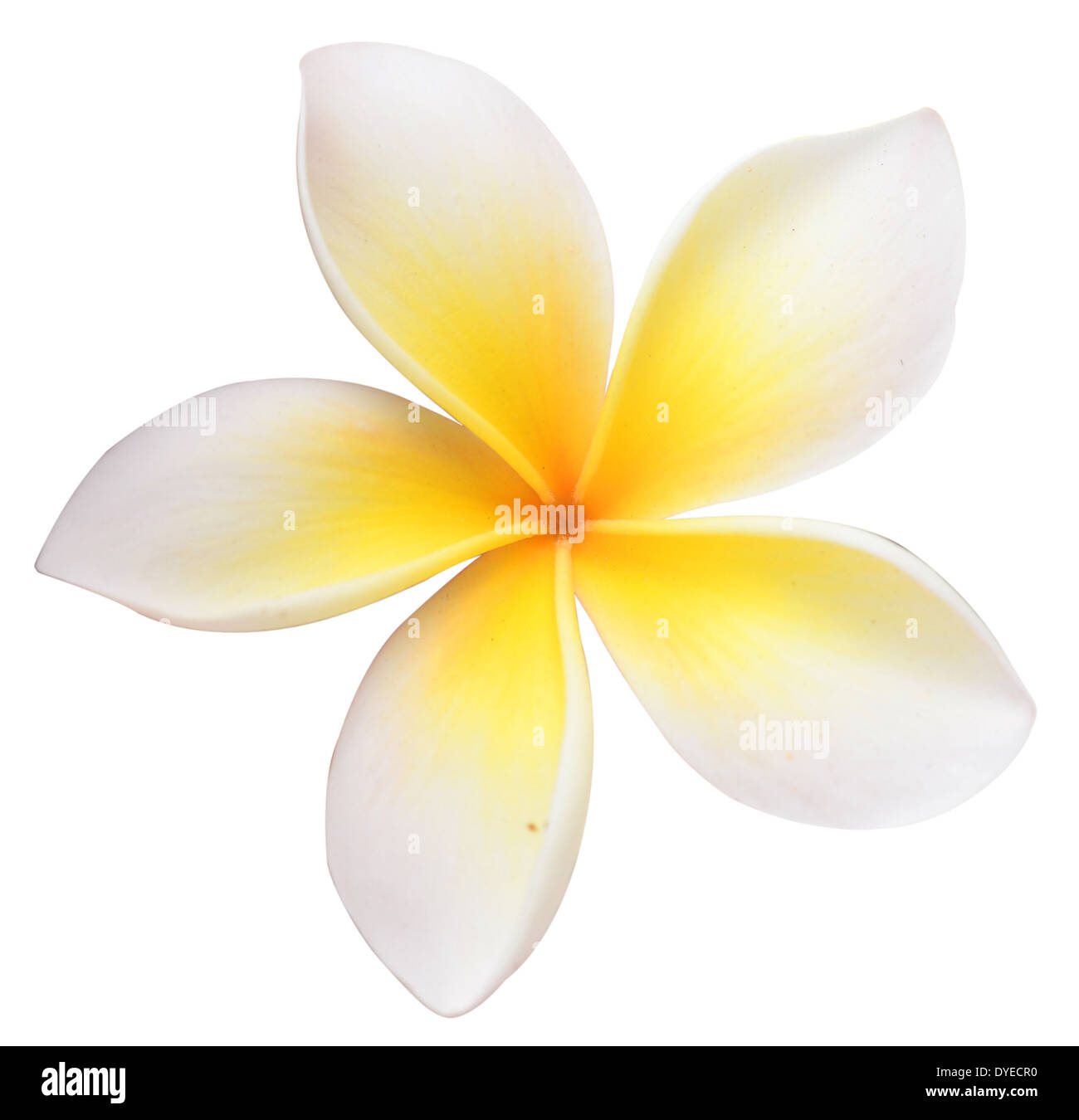 frangipani isolated on white background Stock Photo - Alamy