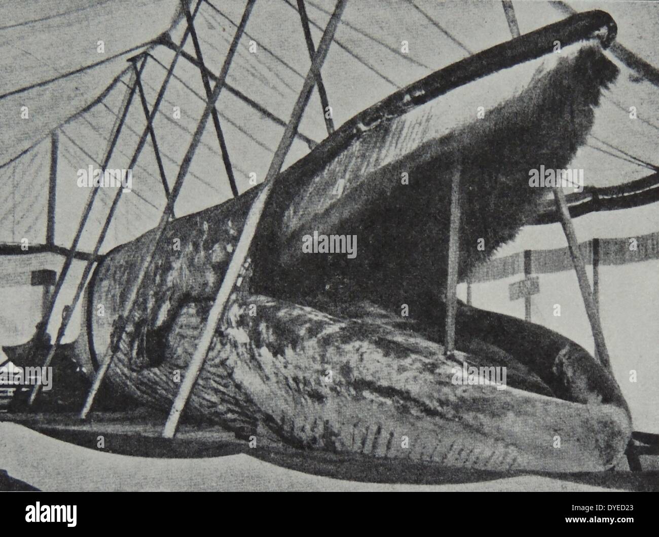 Illustration of a Whale remains used for Marine study. Dated 1870 Stock ...