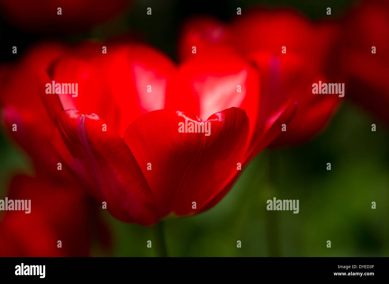 Romantic deep thick red tulips that resemble an oil painting Stock ...